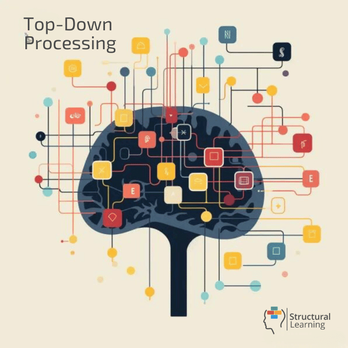 Top Down Processing And Bottom Up Processing